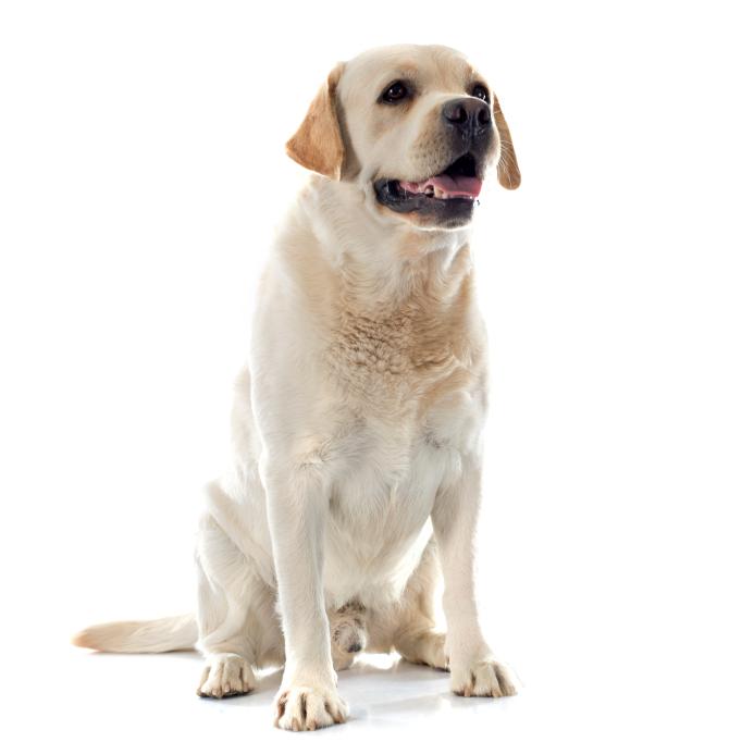 Chien Labrador Retriever: caractéristiques et photos