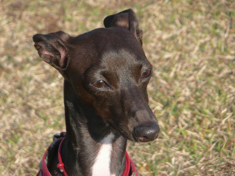 Chien Greyhound ou lévrier anglais: caractéristiques et photos