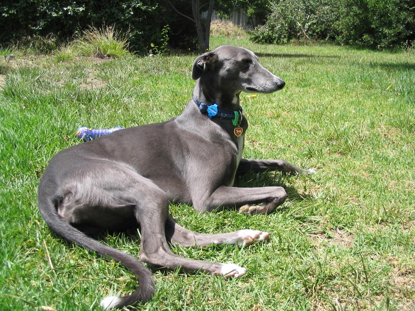 Chien Greyhound ou lévrier anglais: caractéristiques et photos