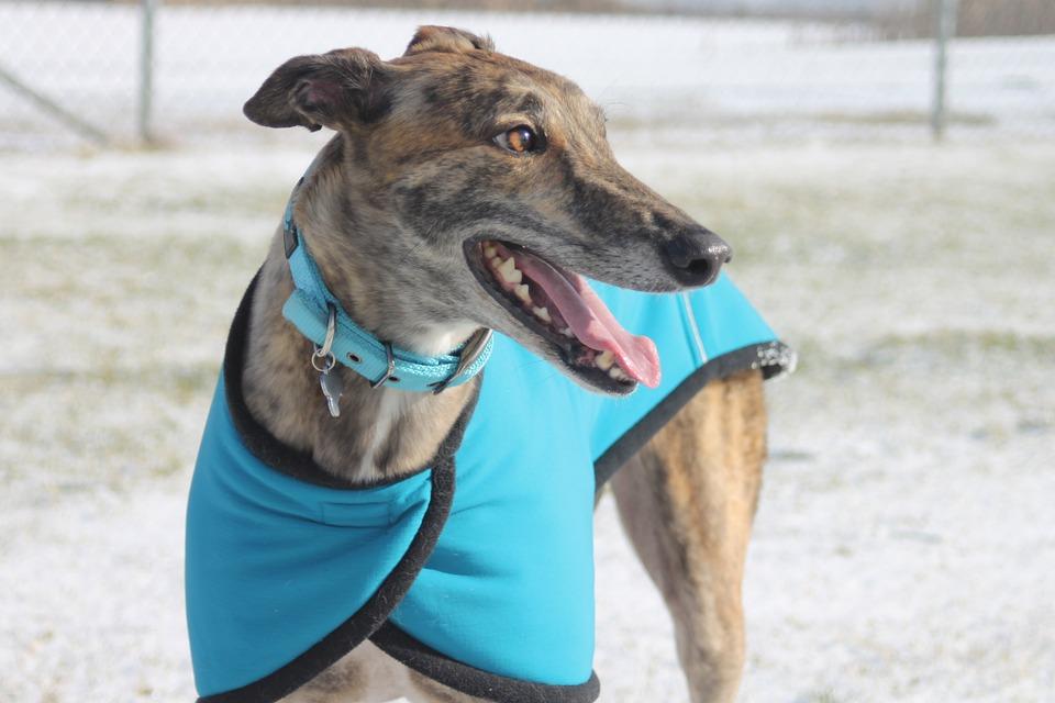 Chien Greyhound ou lévrier anglais: caractéristiques et photos