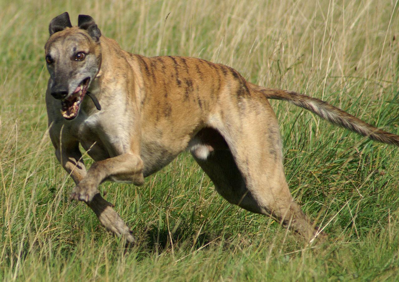 Chien Greyhound ou lévrier anglais: caractéristiques et photos