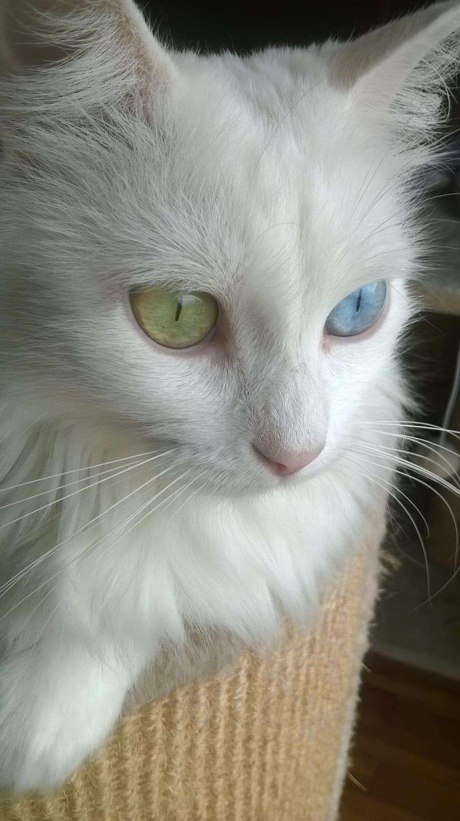 Chat Angora turc: caractéristiques et photos