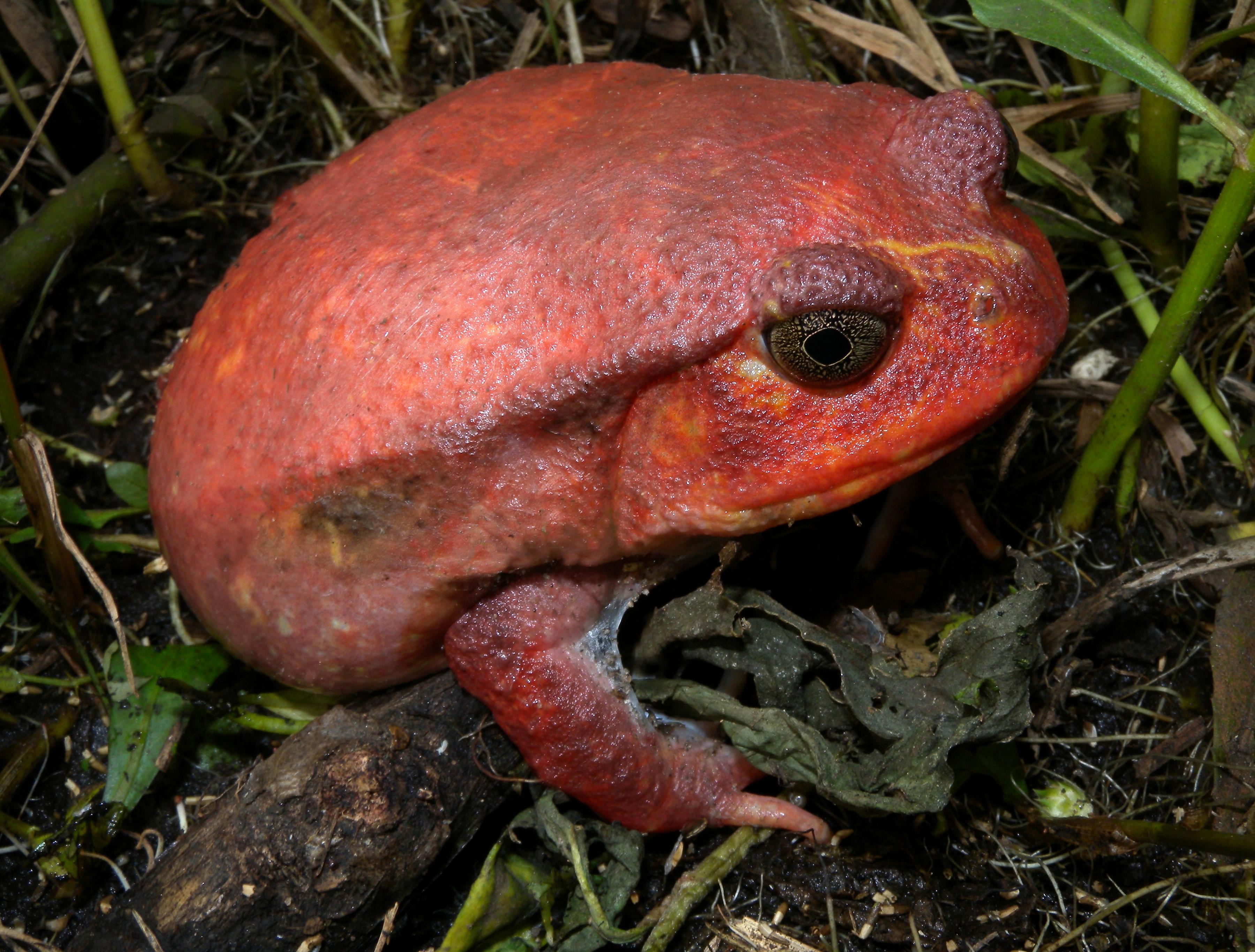 Crapaud rouge de Madagascar - Origine, Caractéristiques et Conservation