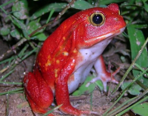 Crapaud rouge de Madagascar - Origine, Caractéristiques et Conservation