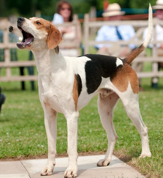 Foxhound anglais - Origine, Caractère et Caractéristiques