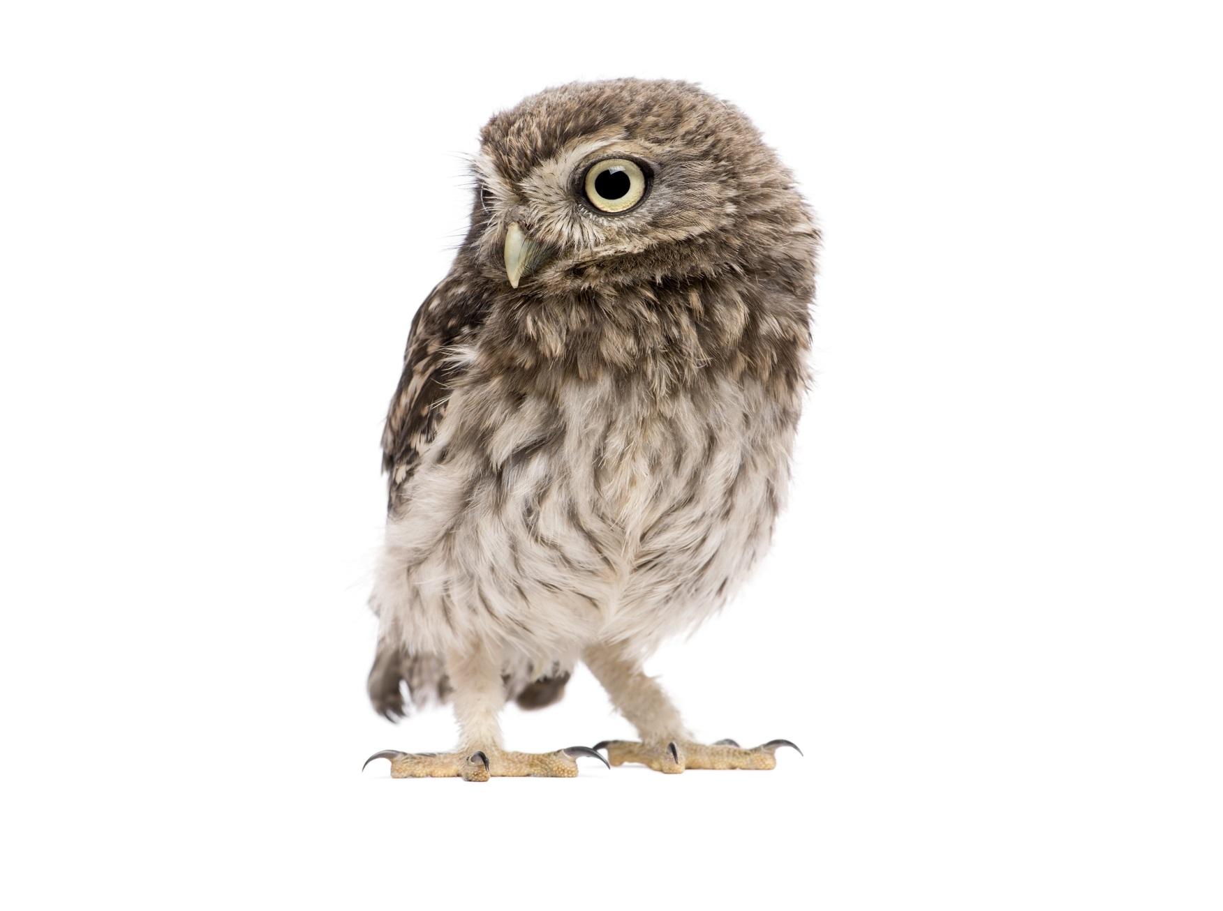 Chevêche d'Athéna ou Chouette chevêche - Alimentation, Caractéristiques ...