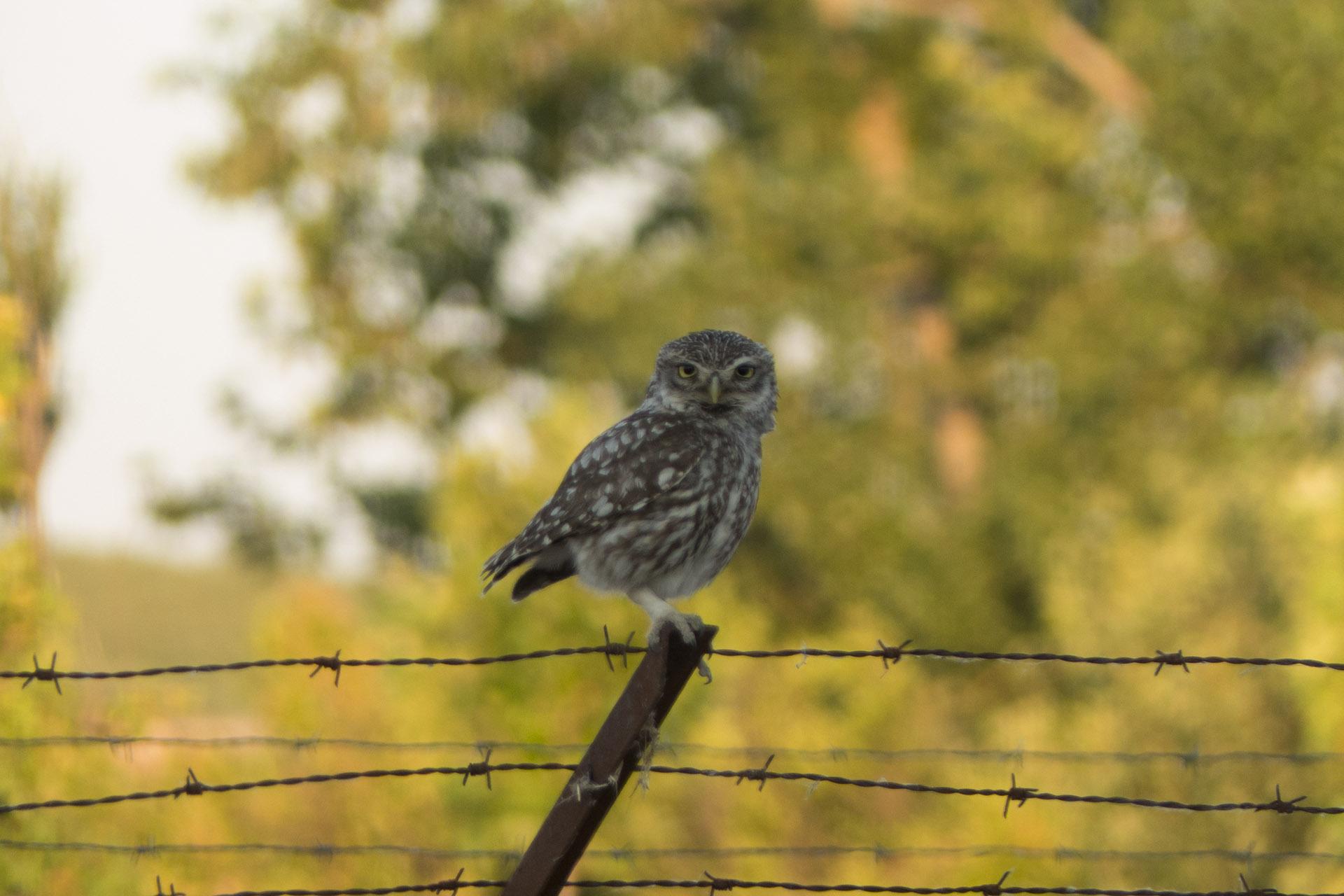 Chevêche d'Athéna ou Chouette chevêche - Alimentation, Caractéristiques ...