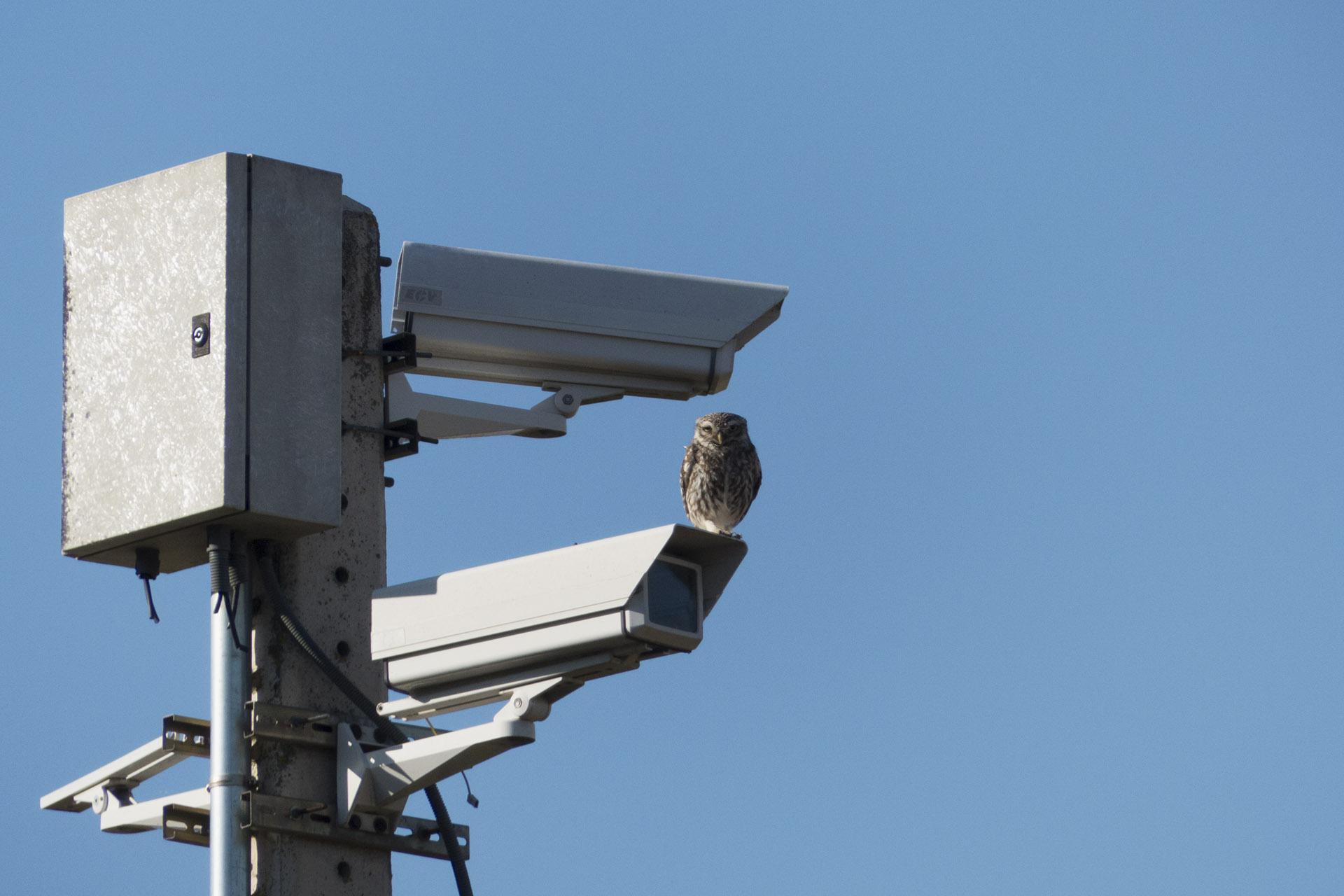 Chevêche d'Athéna ou Chouette chevêche - Alimentation, Caractéristiques ...