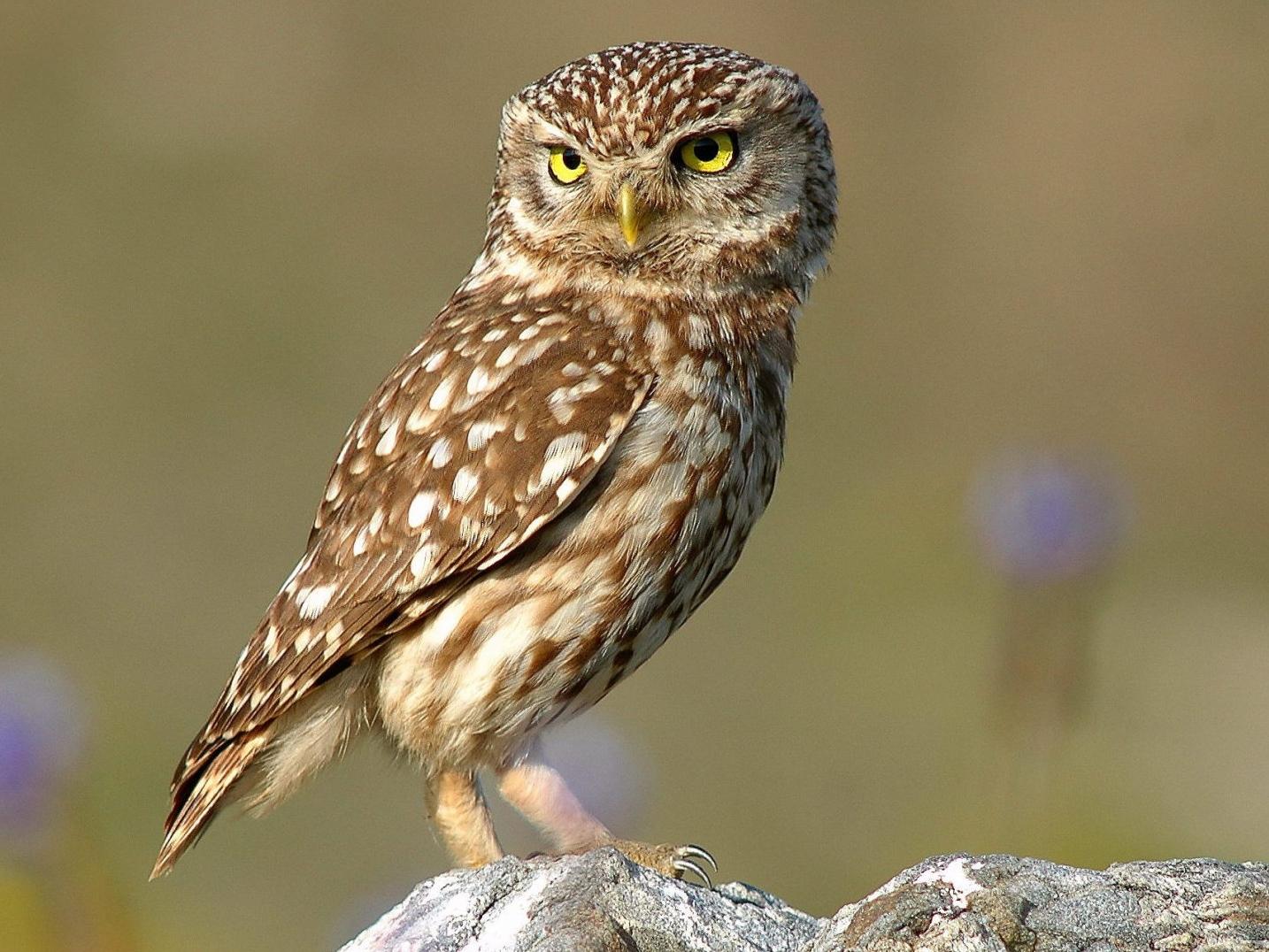 Chevêche d'Athéna ou Chouette chevêche - Alimentation, Caractéristiques ...