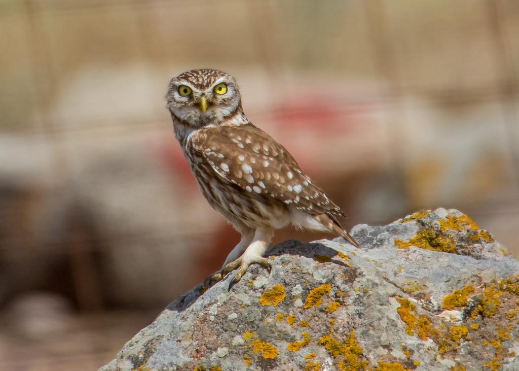 Chevêche d'Athéna ou Chouette chevêche - Alimentation, Caractéristiques ...