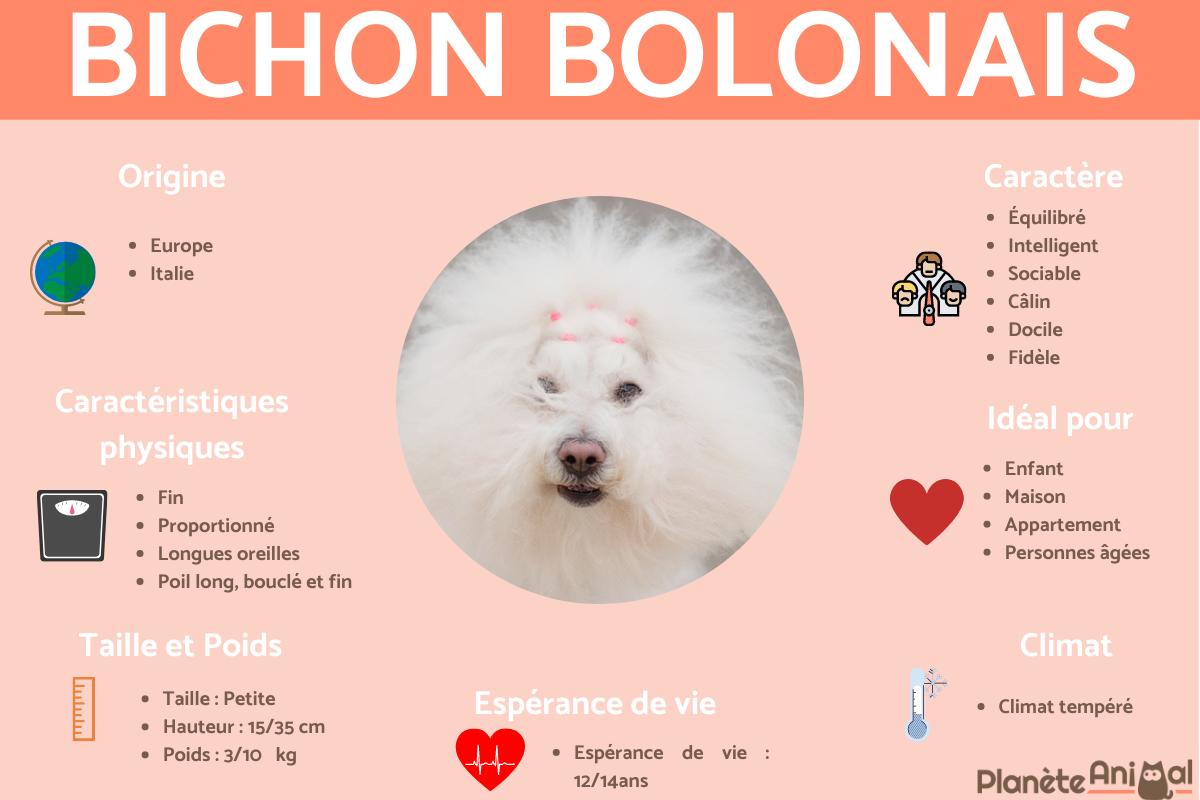 Bichon bolonais - Origine, Caractère et Caractéristiques
