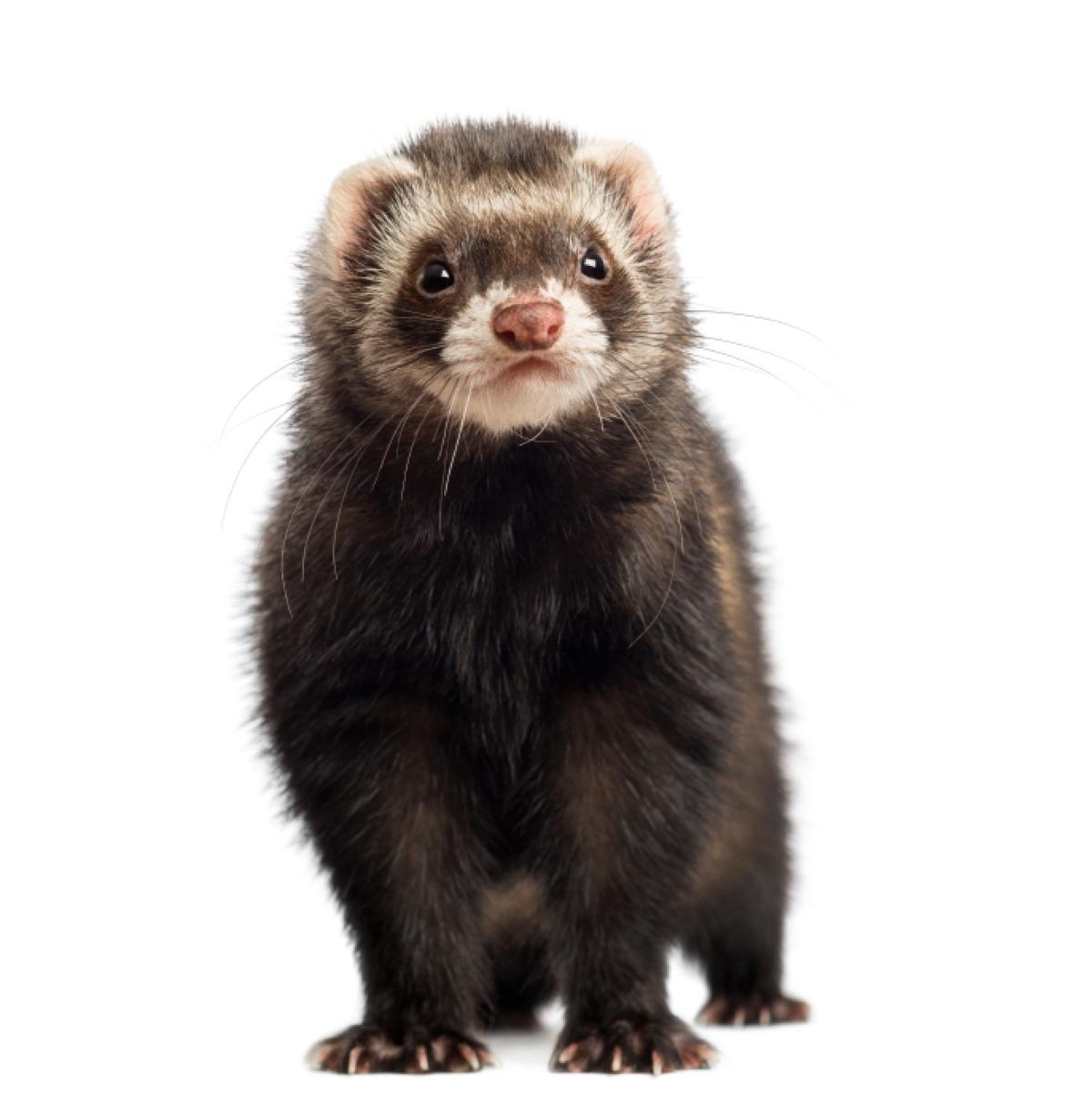 LE FURET - aspect physique, comportement et photos