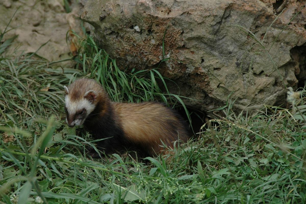 LE FURET - aspect physique, comportement et photos