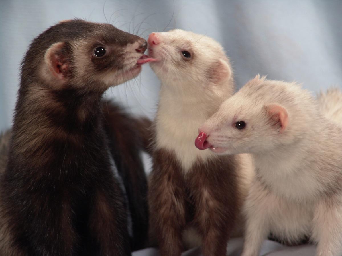 LE FURET - aspect physique, comportement et photos