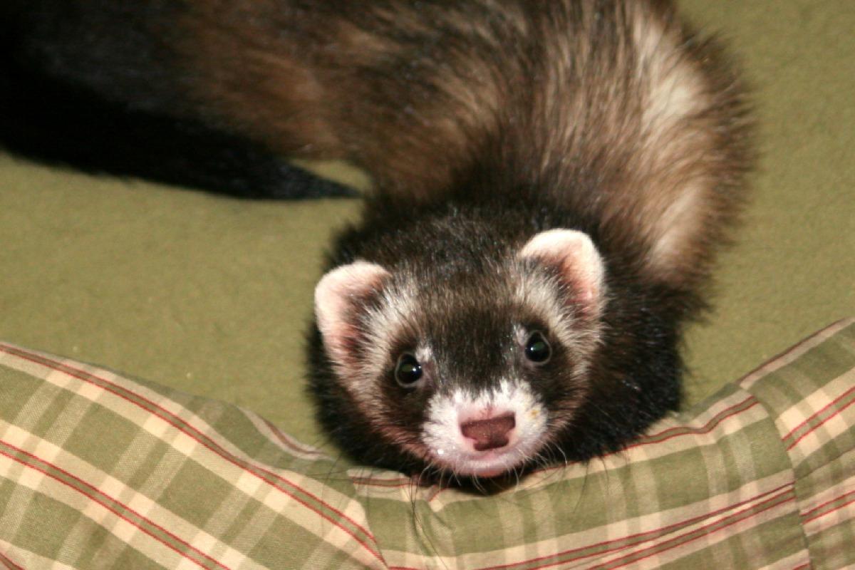 LE FURET - aspect physique, comportement et photos