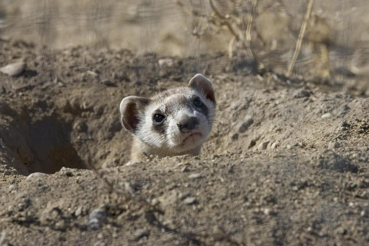 LE FURET - aspect physique, comportement et photos