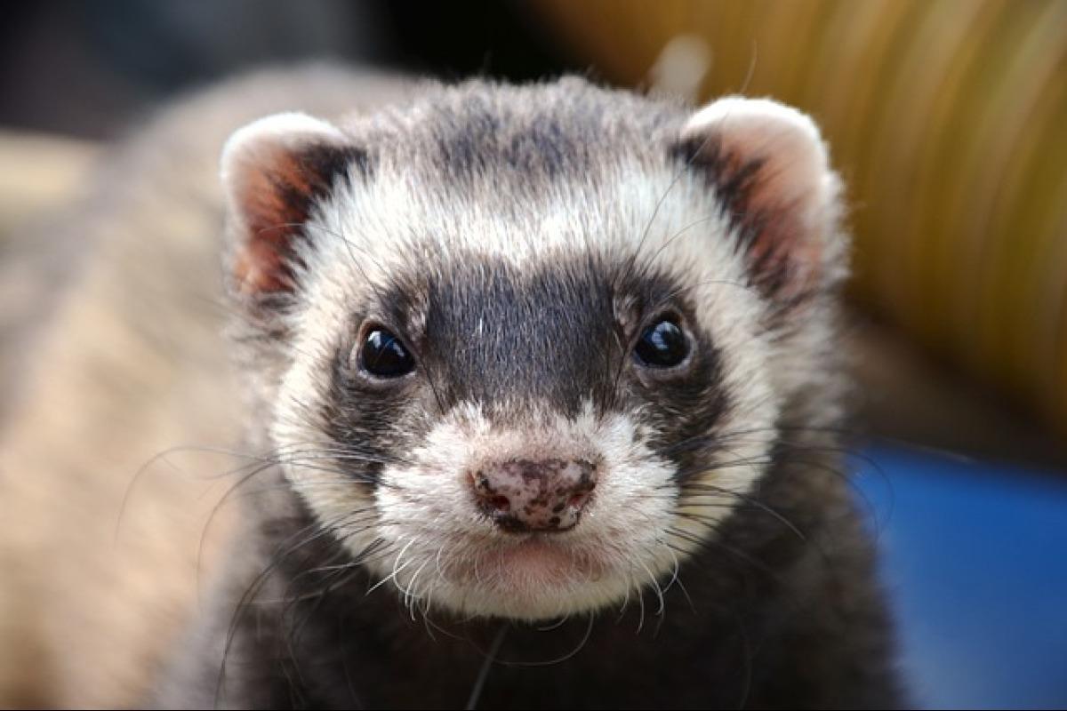 LE FURET - aspect physique, comportement et photos