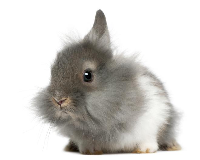 Lapin tête de lion - Origine, Caractéristiques, Alimentation et Soins