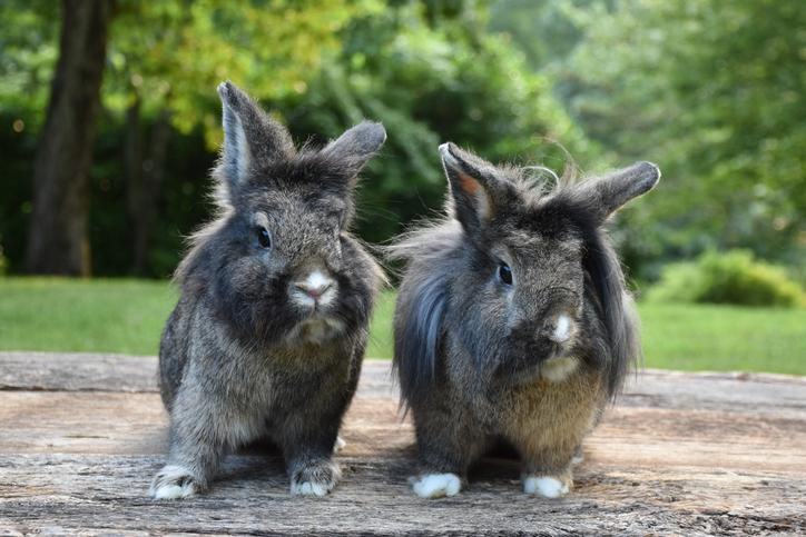 Lapin tête de lion - Origine, Caractéristiques, Alimentation et Soins