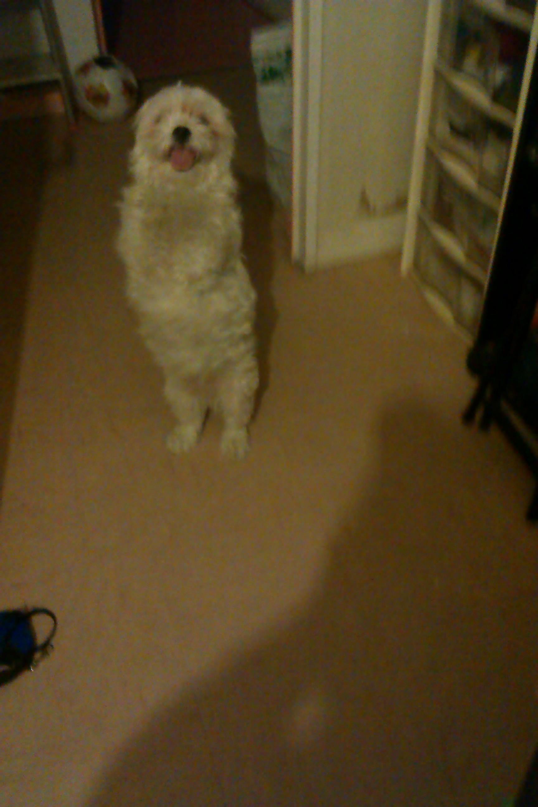 Chien Bichon havanais: caractéristiques et photos