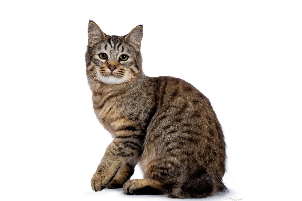 CHAT PIXIE BOB - Origines, caractéristiques et photos