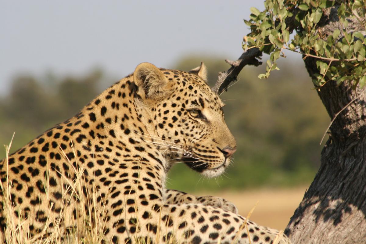 Léopard d'Afrique - Caractère, Alimentation et Habitat