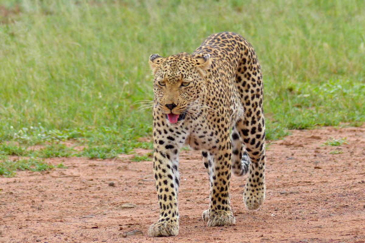 Léopard d'Afrique - Caractère, Alimentation et Habitat
