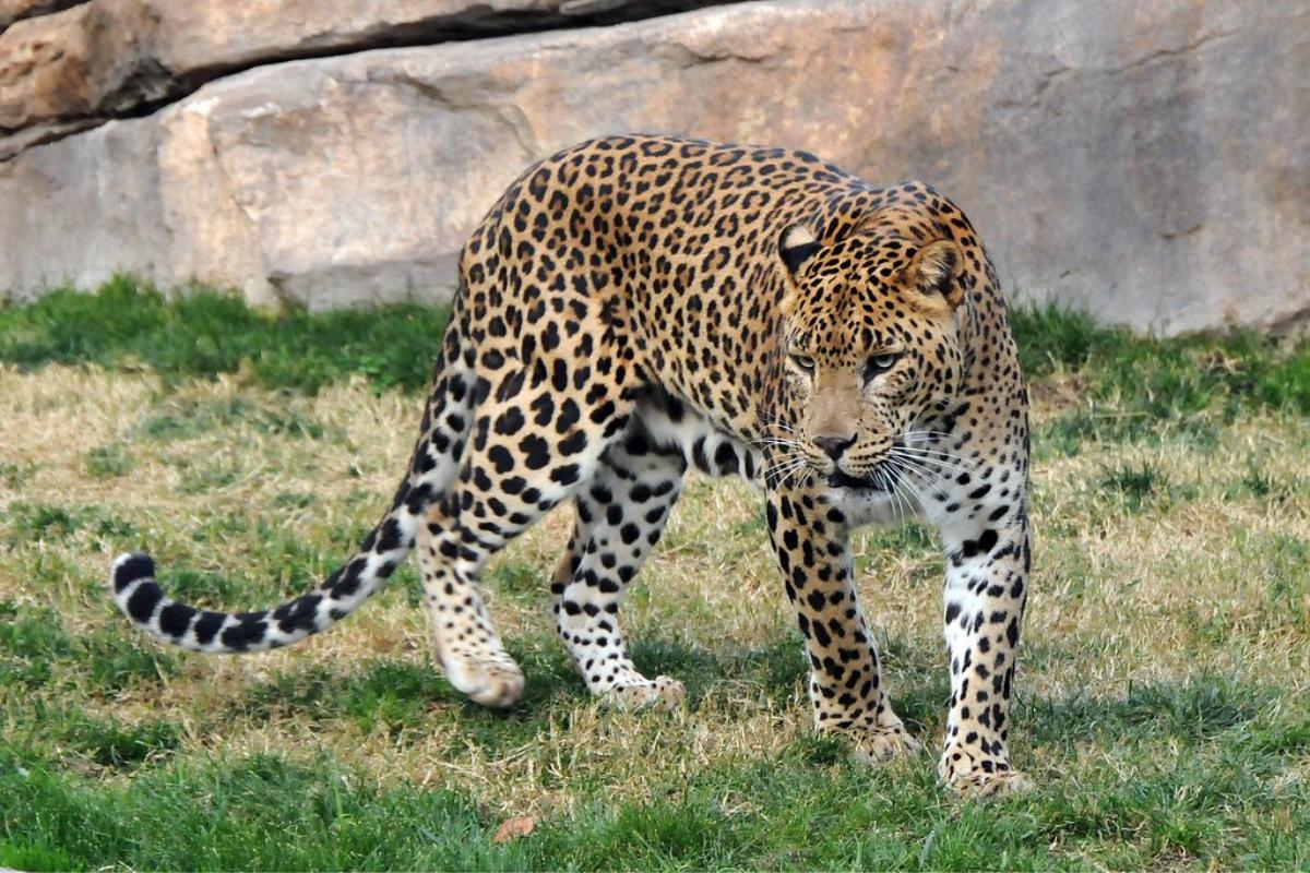 Léopard d'Afrique - Caractère, Alimentation et Habitat