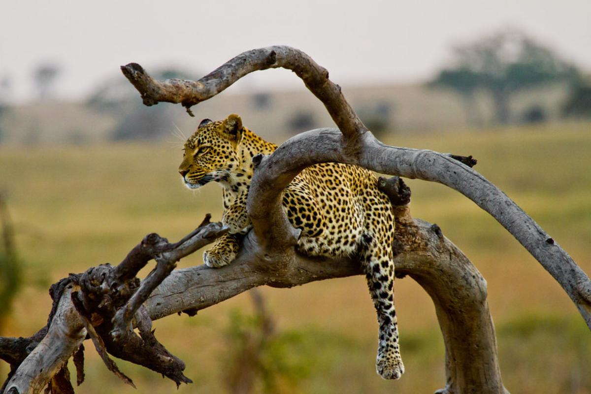 Léopard d'Afrique - Caractère, Alimentation et Habitat