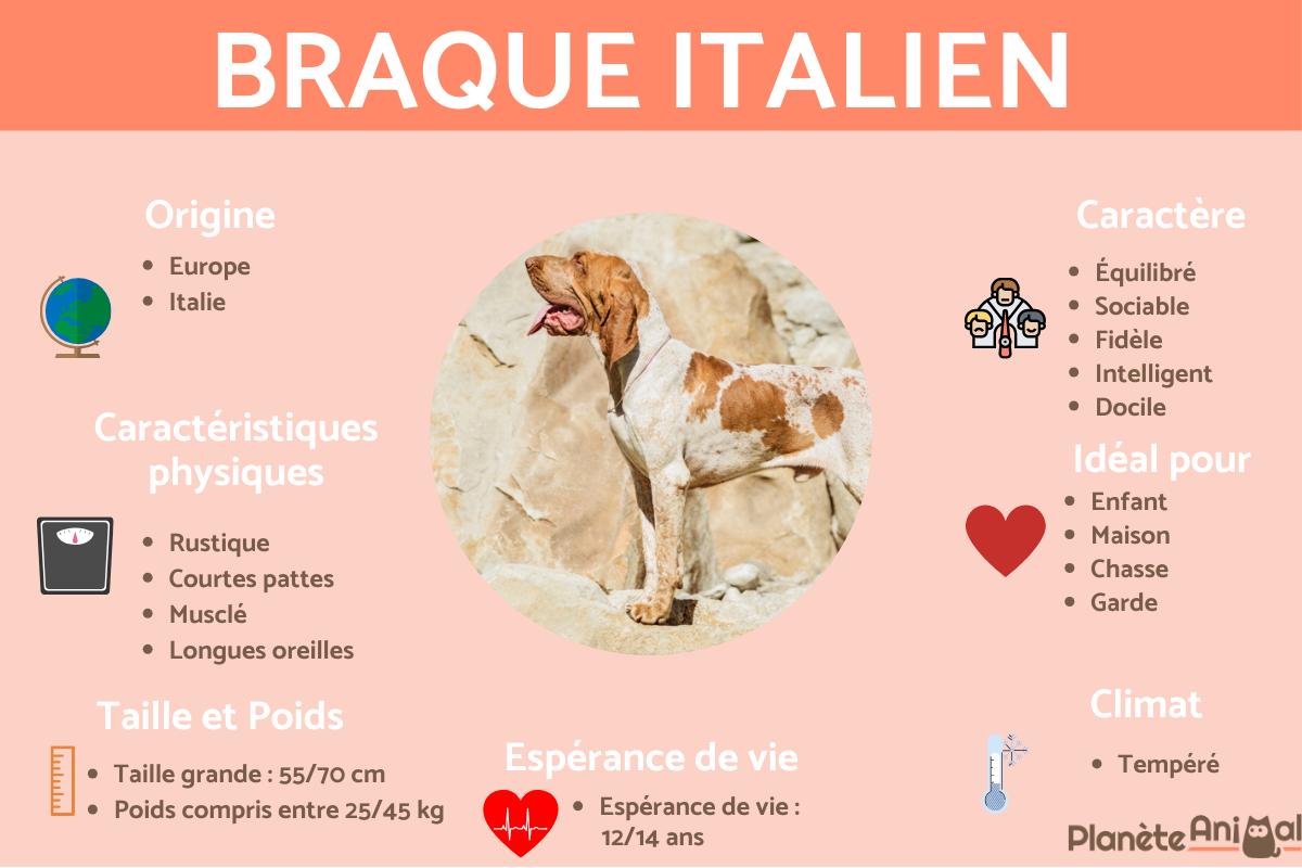 Braque italien - Origine, Caractère et Comportement