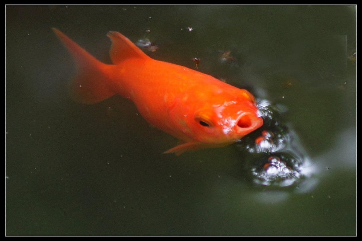 POISSON ROUGE - Caractéristiques, soins et photos