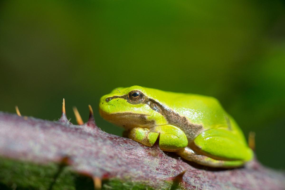 Rainette ibérique (Hyla molleri) - Origine, Caractéristiques et ...