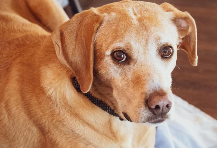 Golden labrador ou Goldador - Origine, Caractéristiques, Éducation et Soins