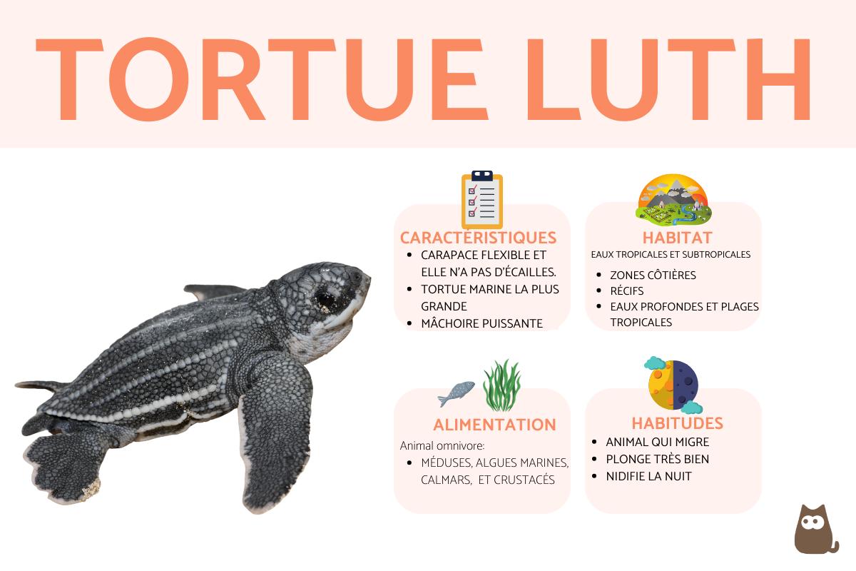 TORTUE LUTH