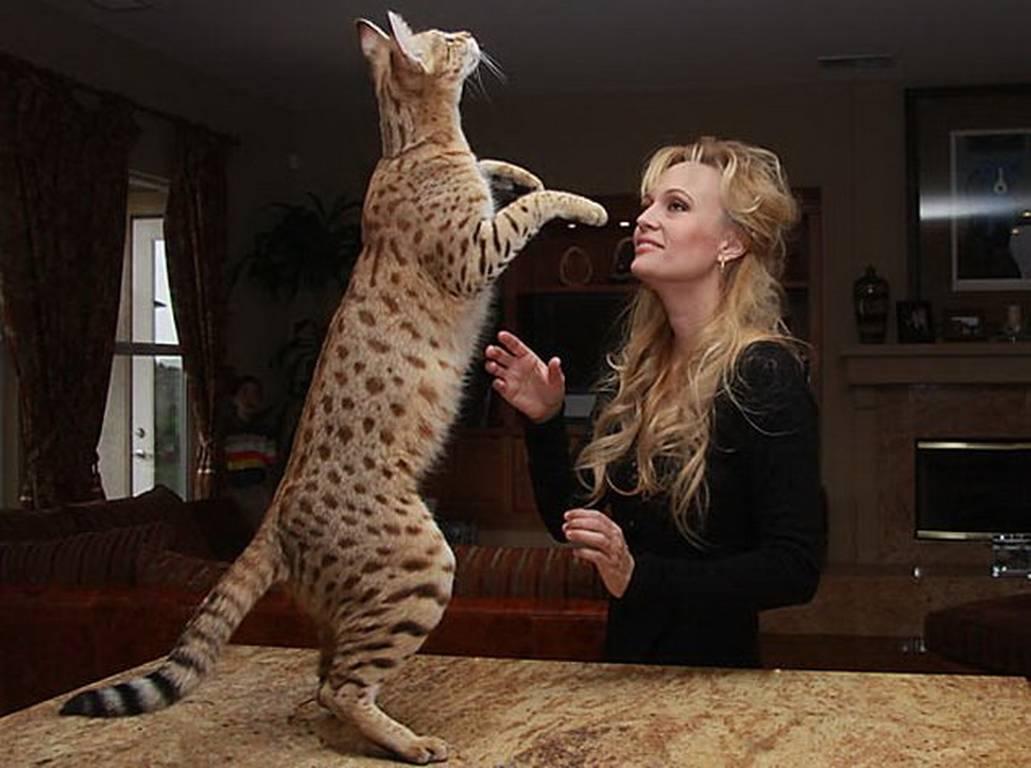Chat Ashera: caractéristiques et photos