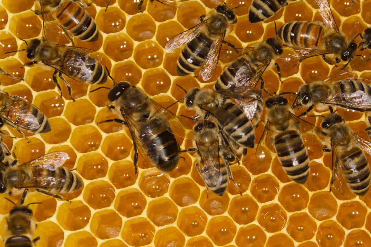 Abeille européenne - Caractéristiques, Alimentation et Reproduction