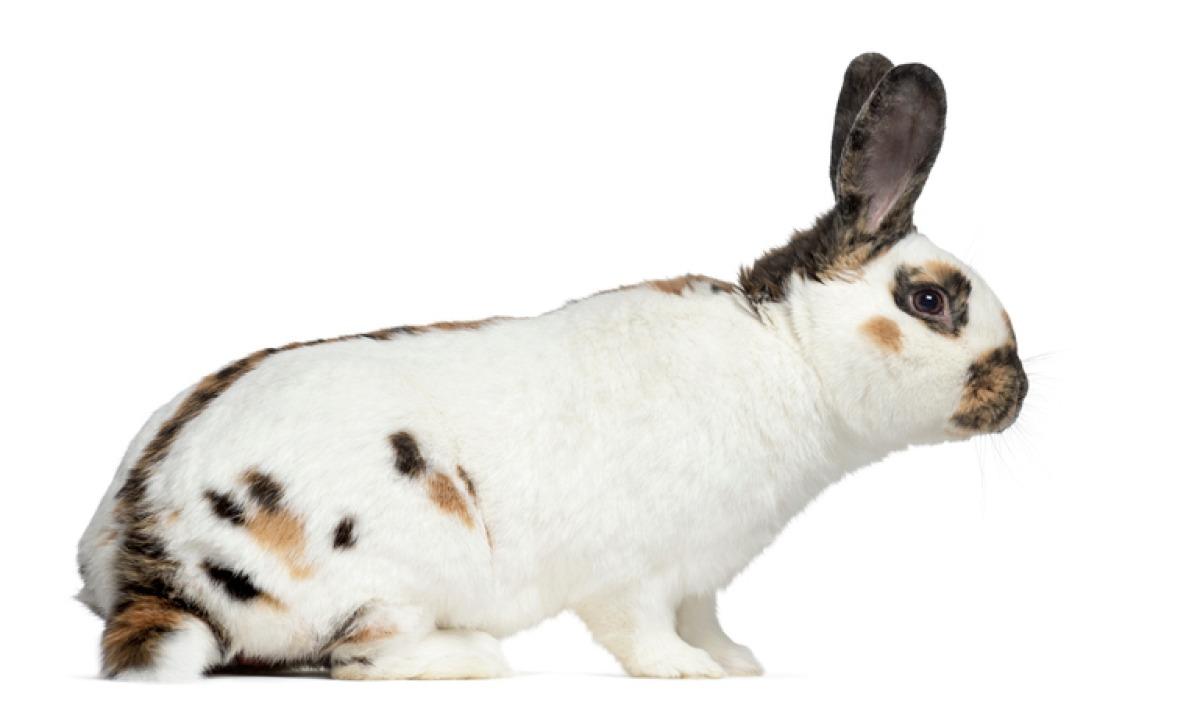 PAPILLON ANGLAIS - Histoire, caractéristiques et photos