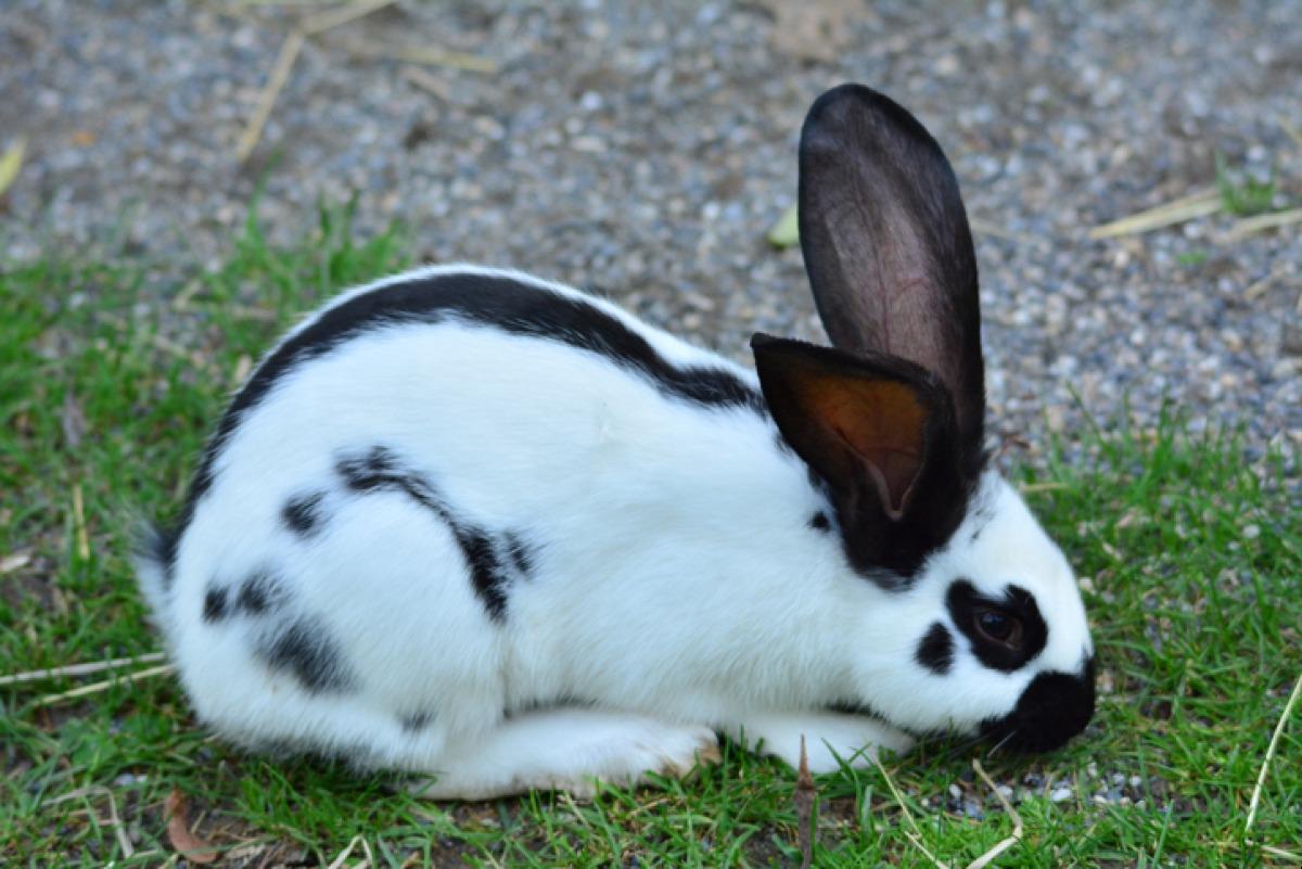 PAPILLON ANGLAIS - Histoire, caractéristiques et photos