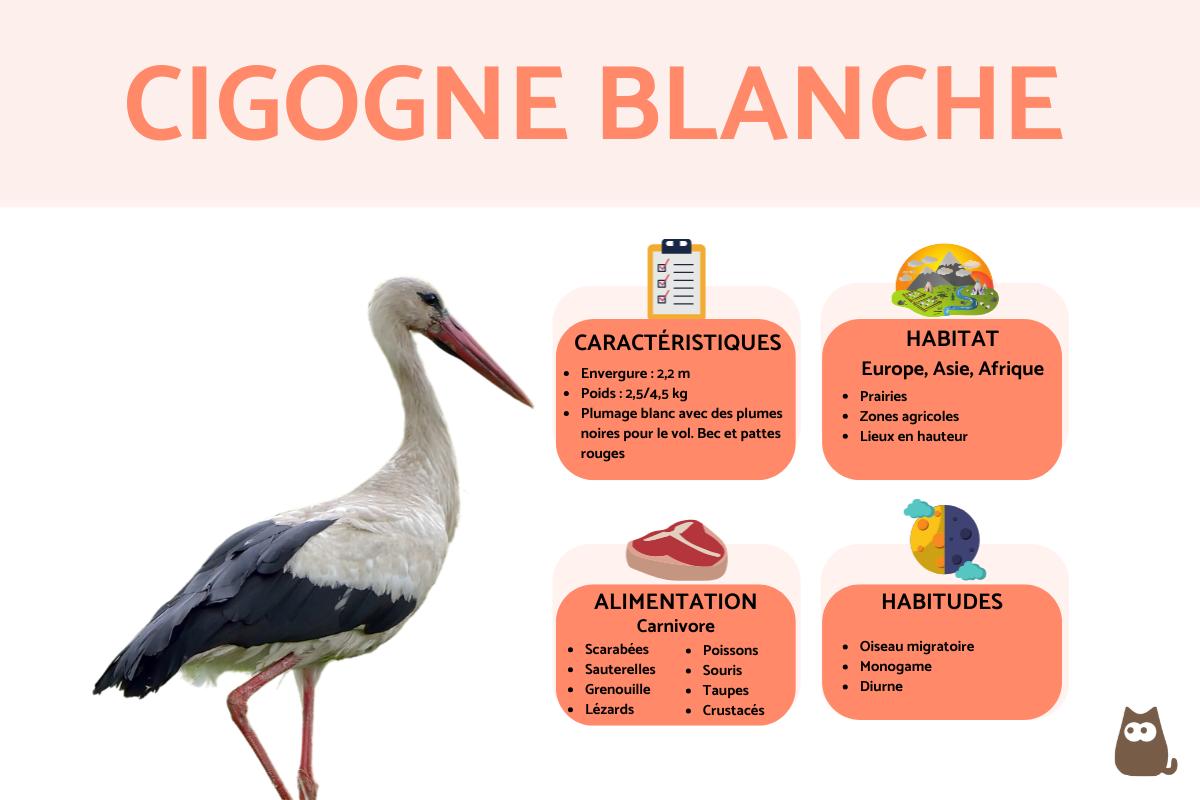 Cigogne blanche - Caractéristiques et Alimentation