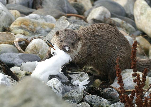 Loutre d'Europe - Alimentation, Caractéristiques et Conservation
