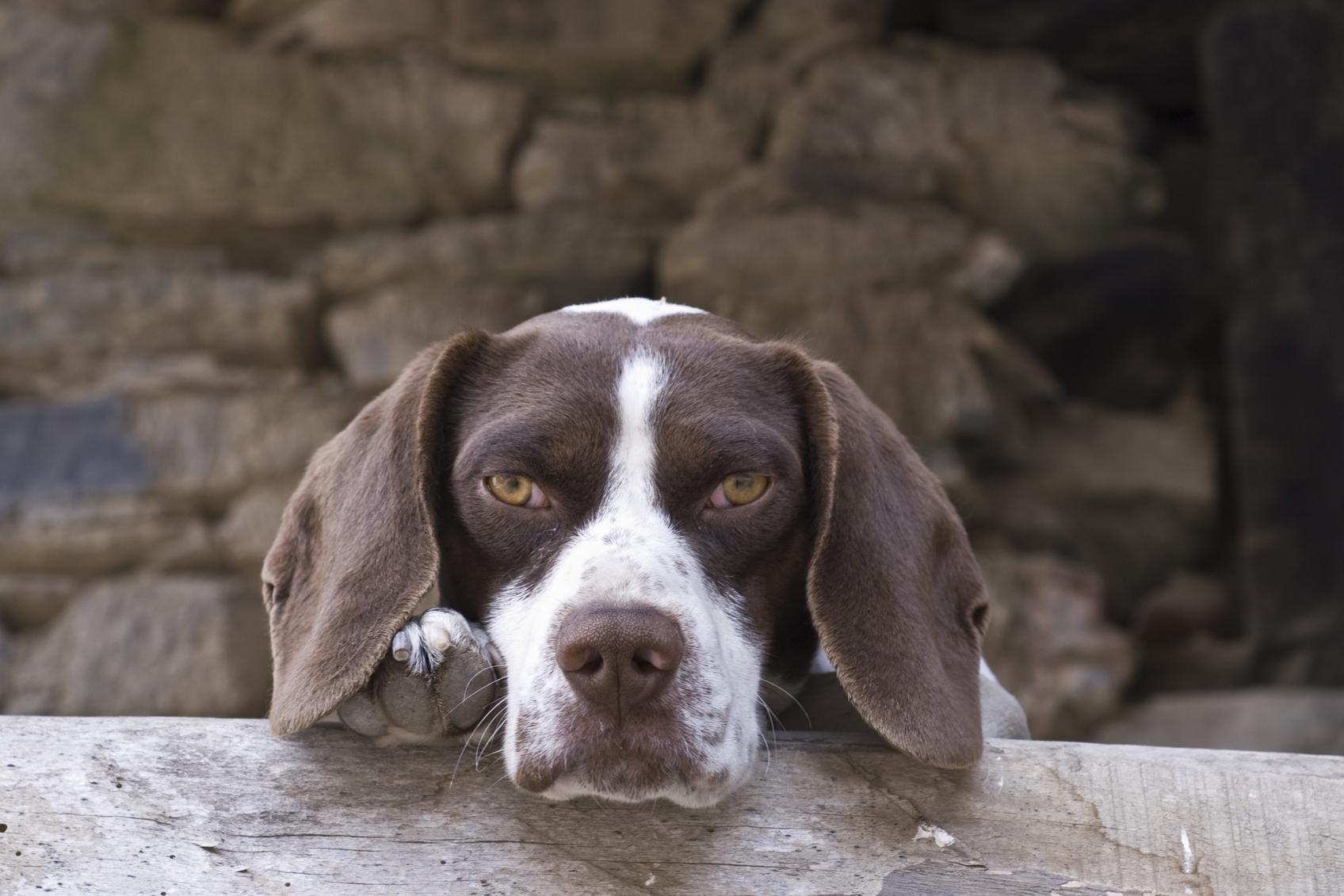 Pointer anglais - Origine, Caractéristiques et Comportement