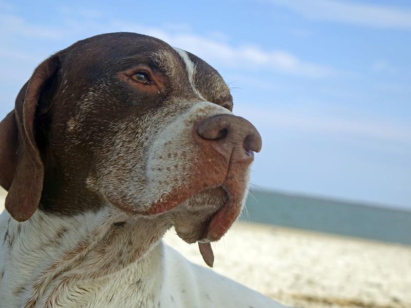 Pointer anglais - Origine, Caractéristiques et Comportement
