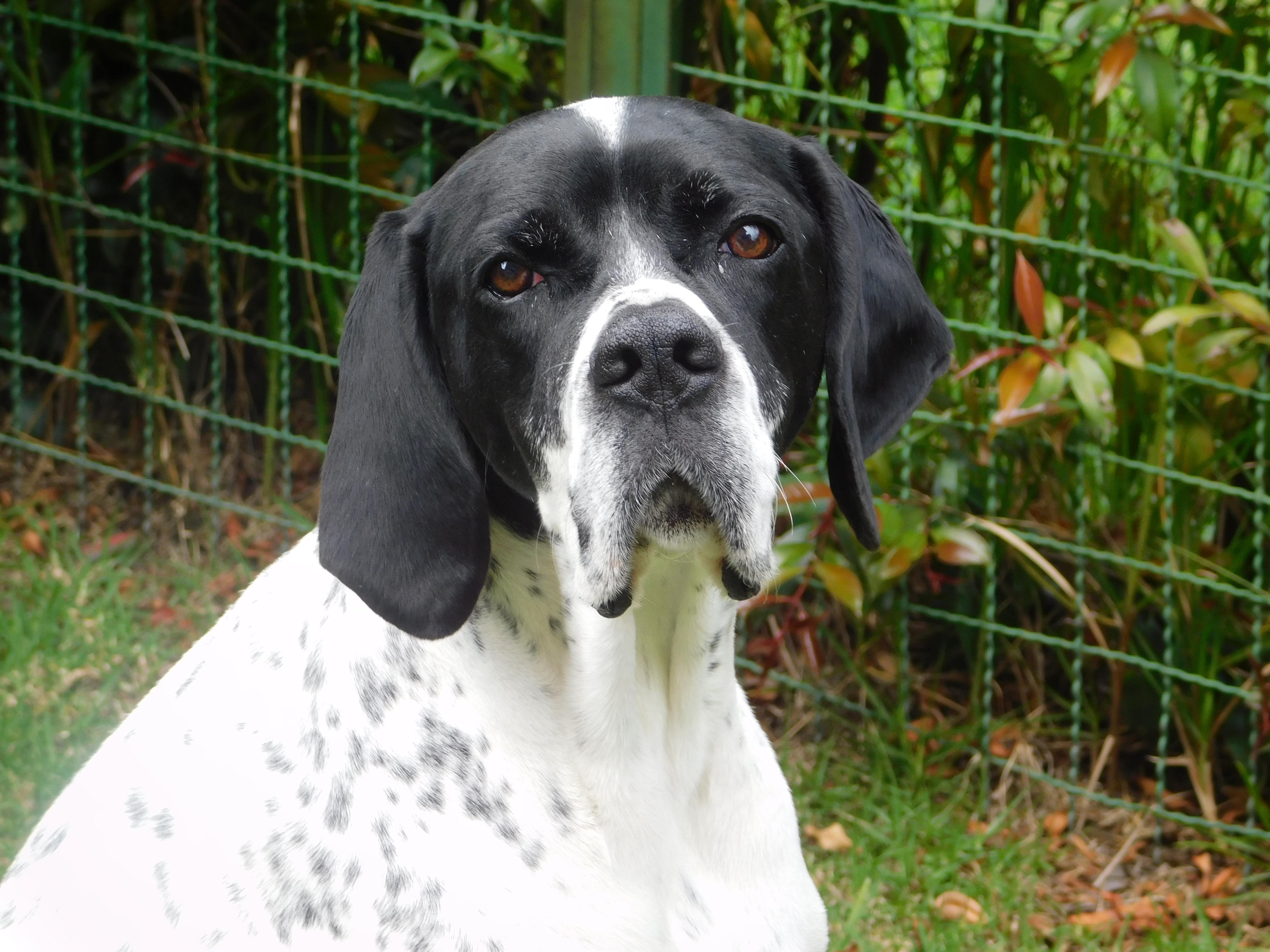 Pointer anglais - Origine, Caractéristiques et Comportement