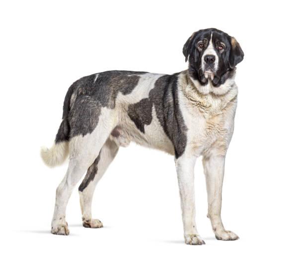 Cão de Gado Transmontano - Origine, Caractéristiques et Santé