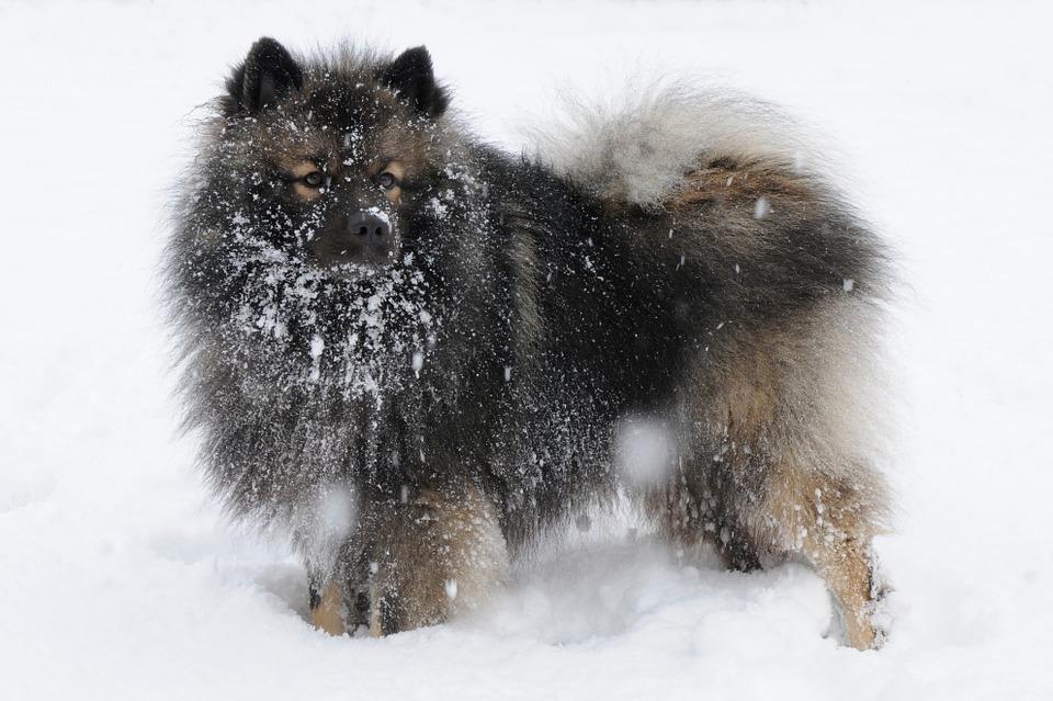 Spitz-loup ou Keeshond - Origine, Caractéristiques et Soins