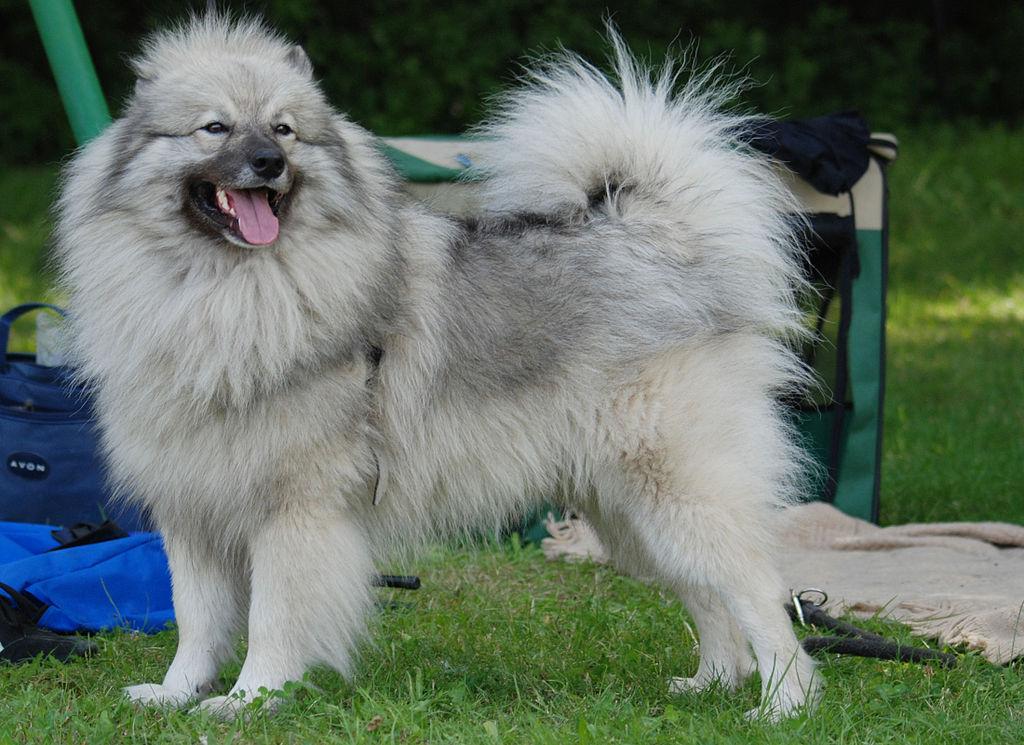 Spitz-loup ou Keeshond - Origine, Caractéristiques et Soins