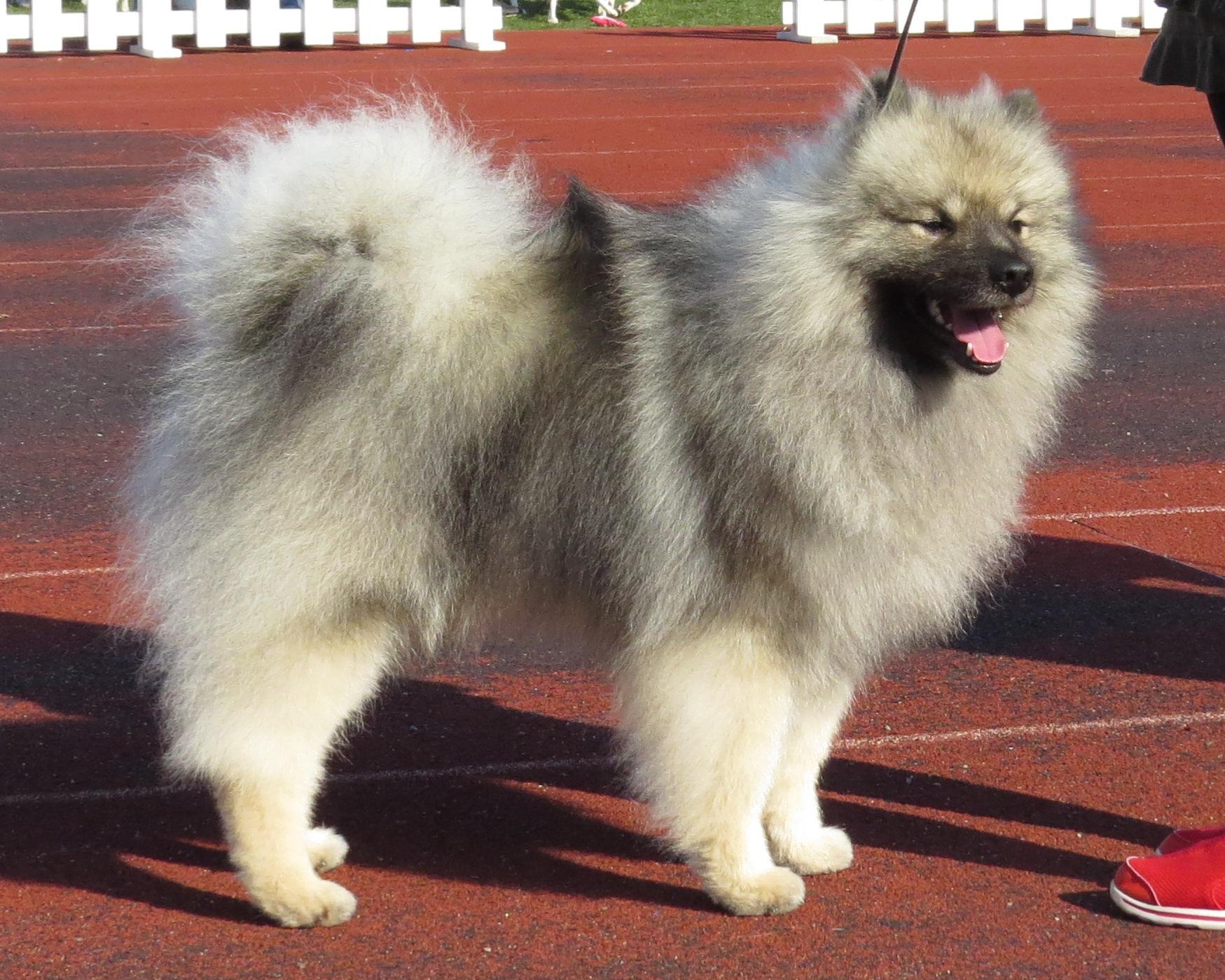 Spitz-loup ou Keeshond - Origine, Caractéristiques et Soins