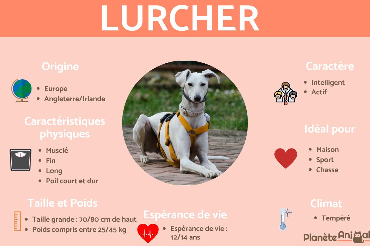 Lurcher - Origine, Caractéristiques et Alimentation