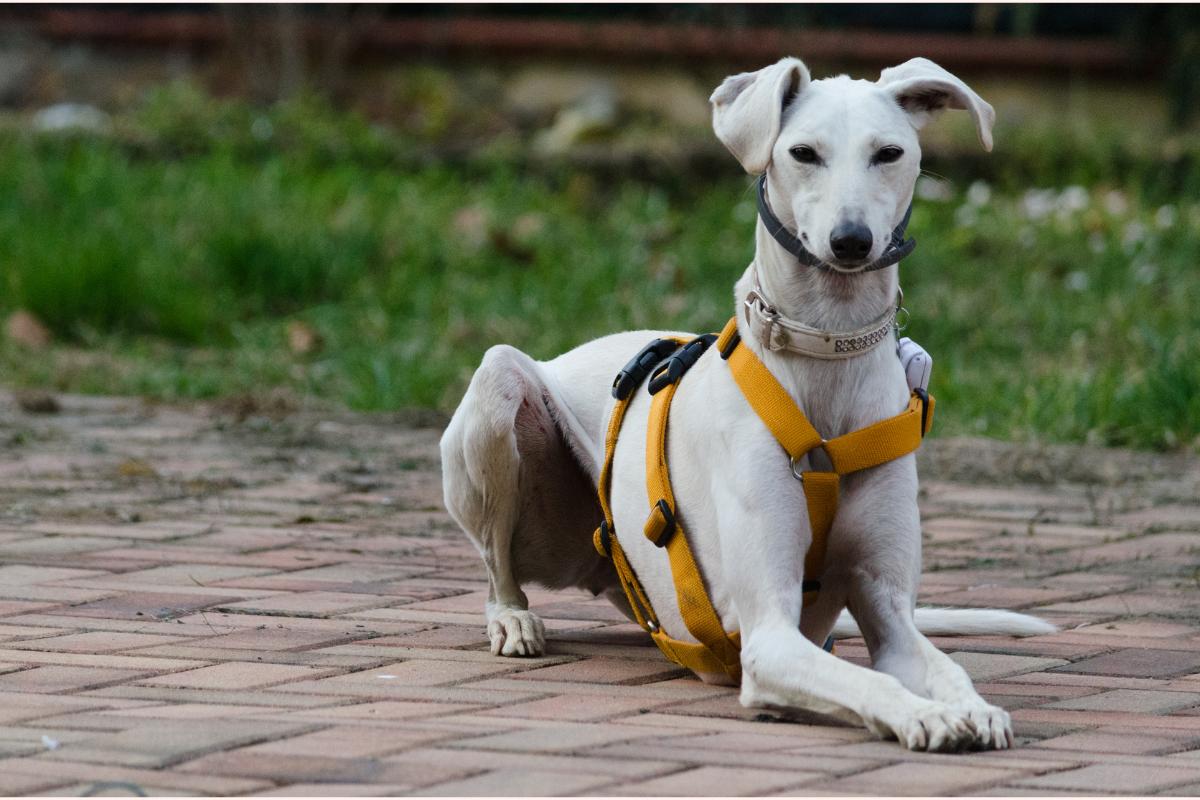 Lurcher - Origine, Caractéristiques et Alimentation