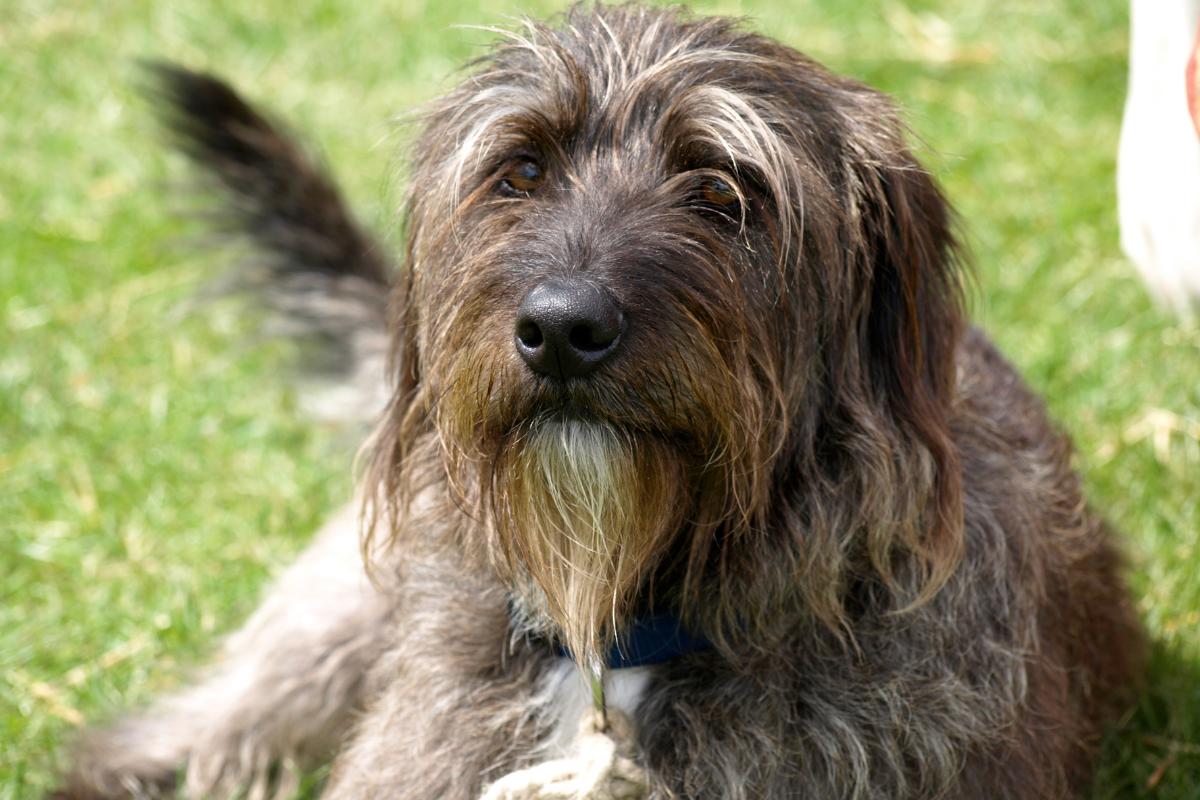 Lurcher - Origine, Caractéristiques et Alimentation